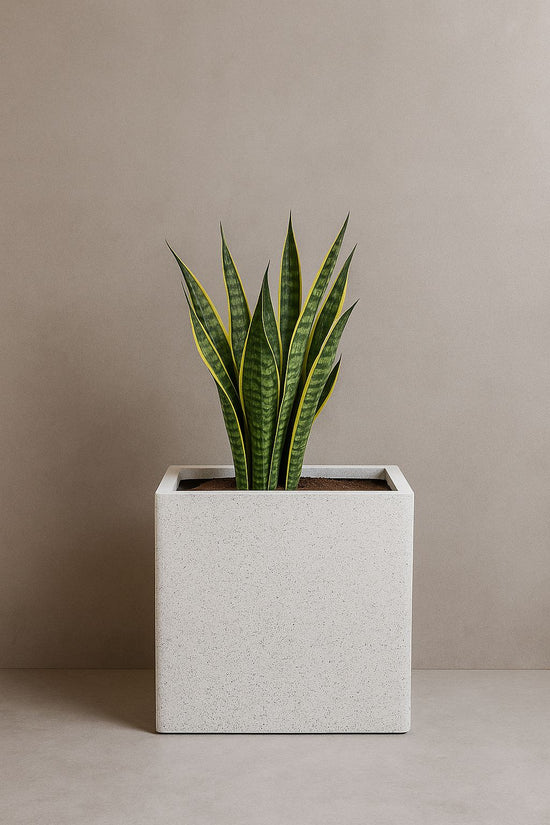 JP Milan Planter: Modern Square Fiberglass Planter – JP Planters