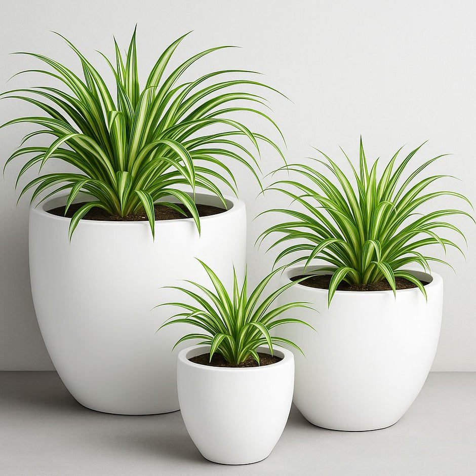 JP Planters - Buy Corten Steel Planters and Fiberglass Planters Online